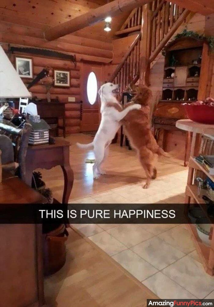 - Funny Pictures & Videos • Hilarious Images • Memes - AmazingFunnyPics.com